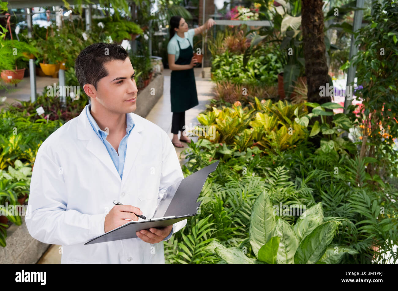 Scientist examining plants in a greenhouse Stock Photo - Alamy