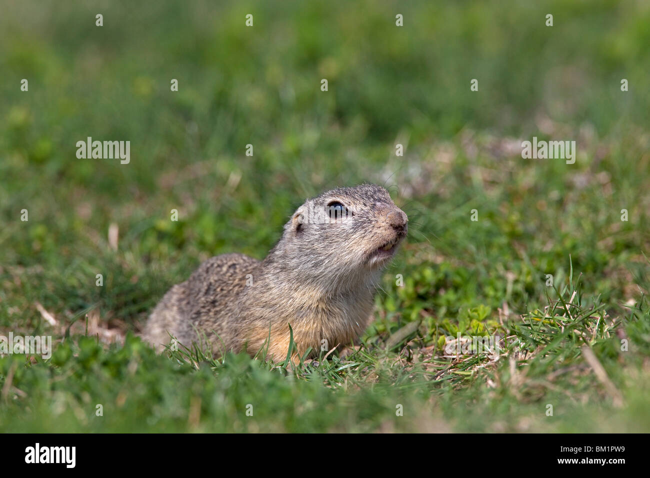 European Souslik / European Ground Squirrel / European Suslik (Citellus ...