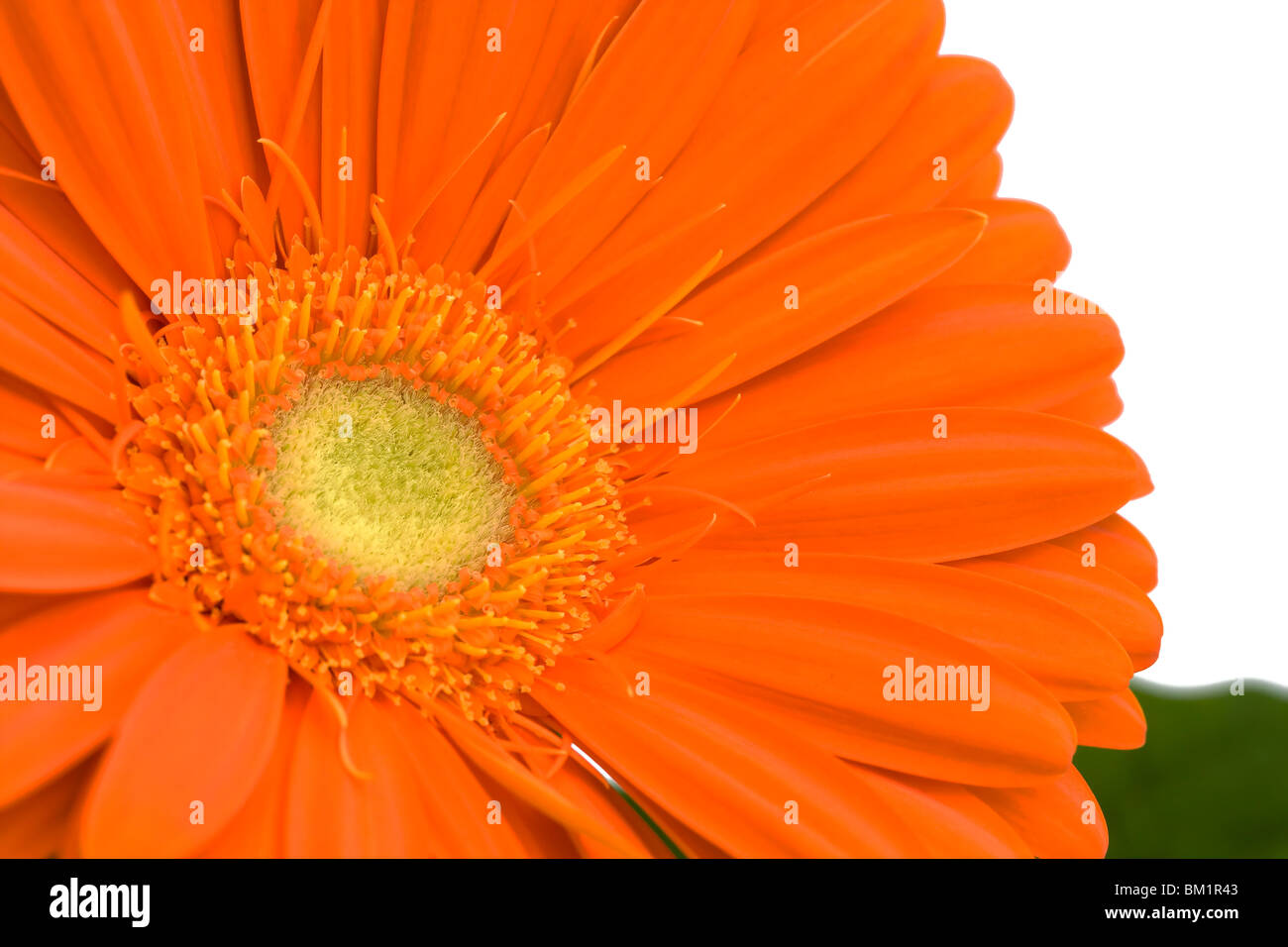 Bright orange gerbera head hi-res stock photography and images - Alamy