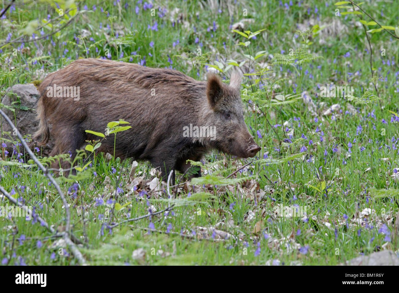 Boar sow hi-res stock photography and images - Alamy