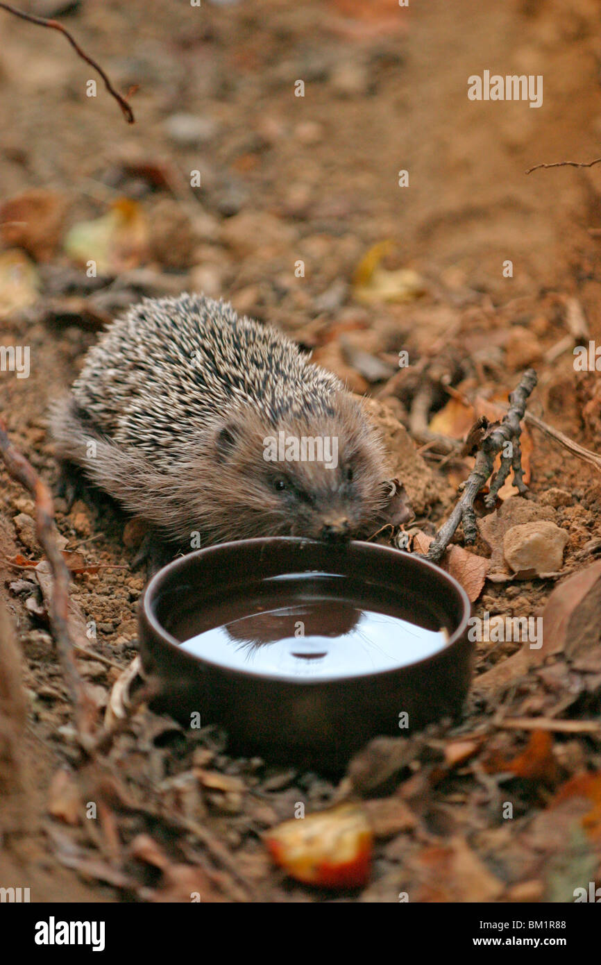 europäischer Igel / hedgehog Stock Photo - Alamy