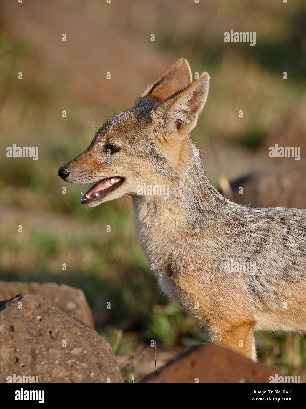 Black-backed jackal (silver-backed jackal) (Canis mesomelas) pup, Masai ...