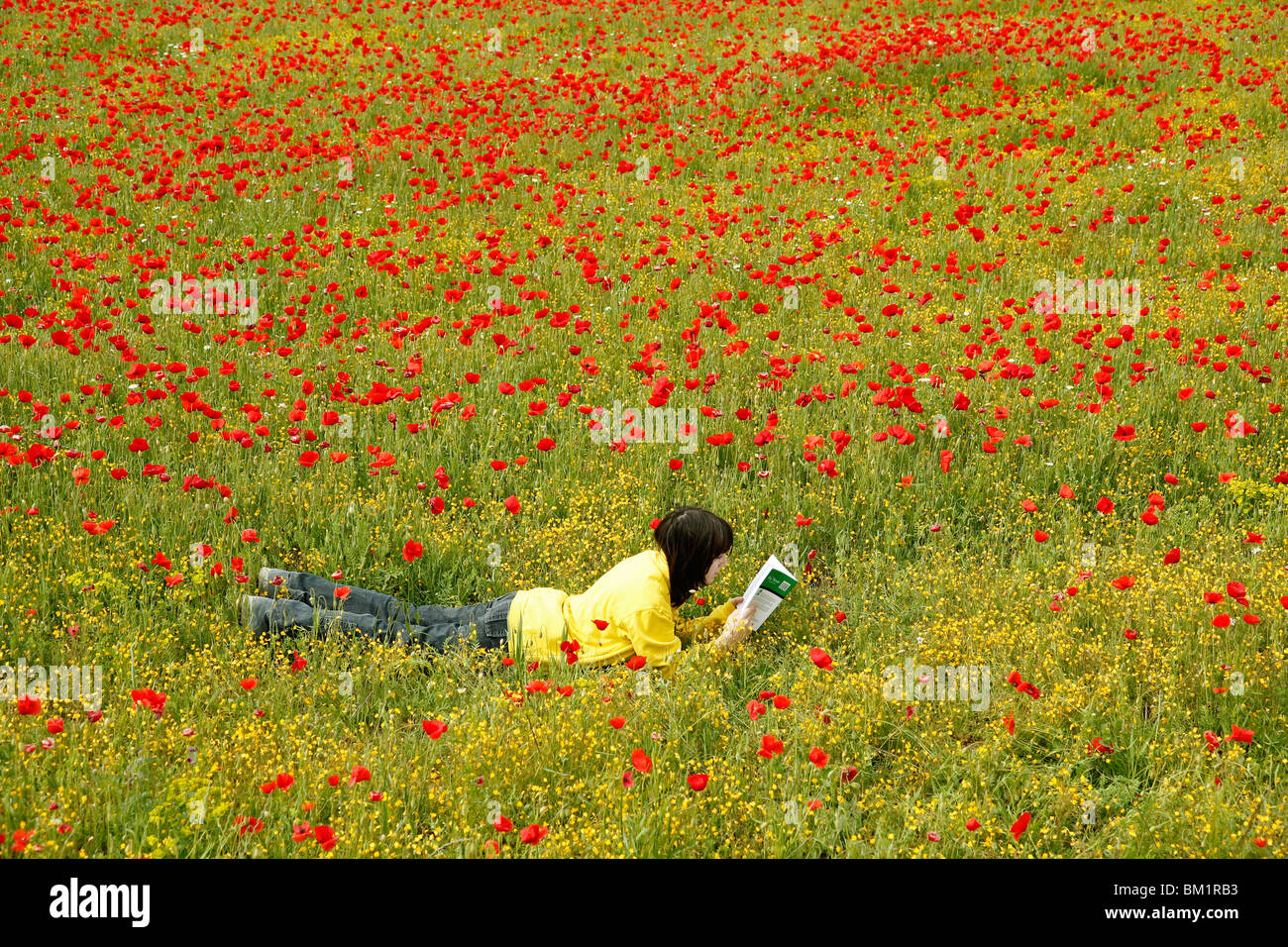 Reading a book in a poppies field Stock Photo - Alamy