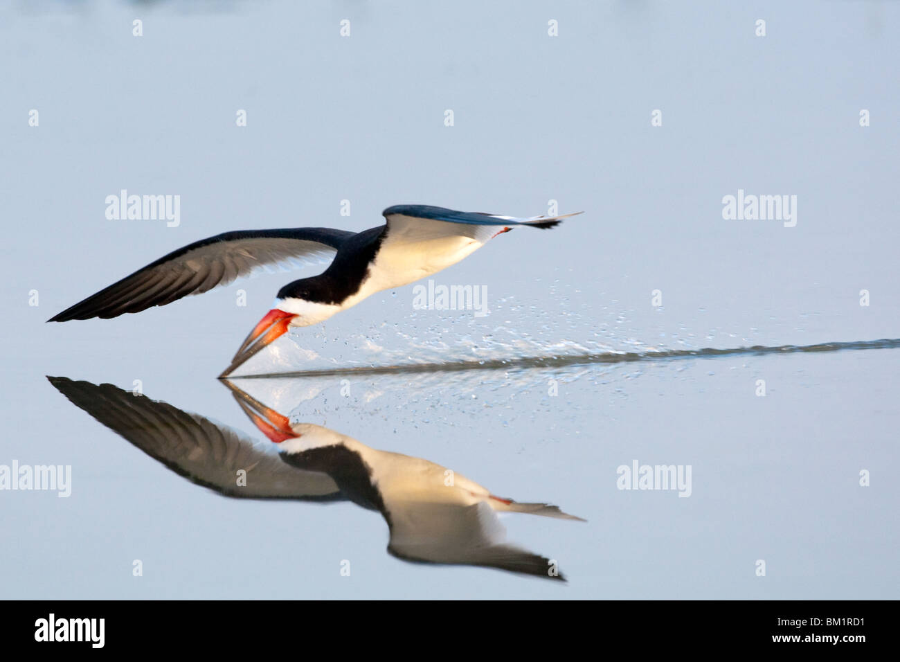 Skimming along the surface hi-res stock photography and images - Alamy