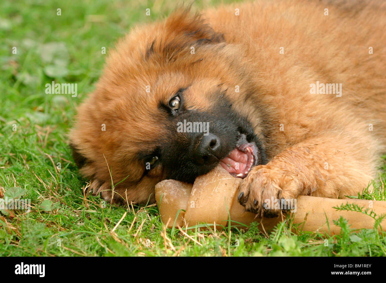 Harzer Fuchs Welpe / Puppy Stock Photo - Alamy