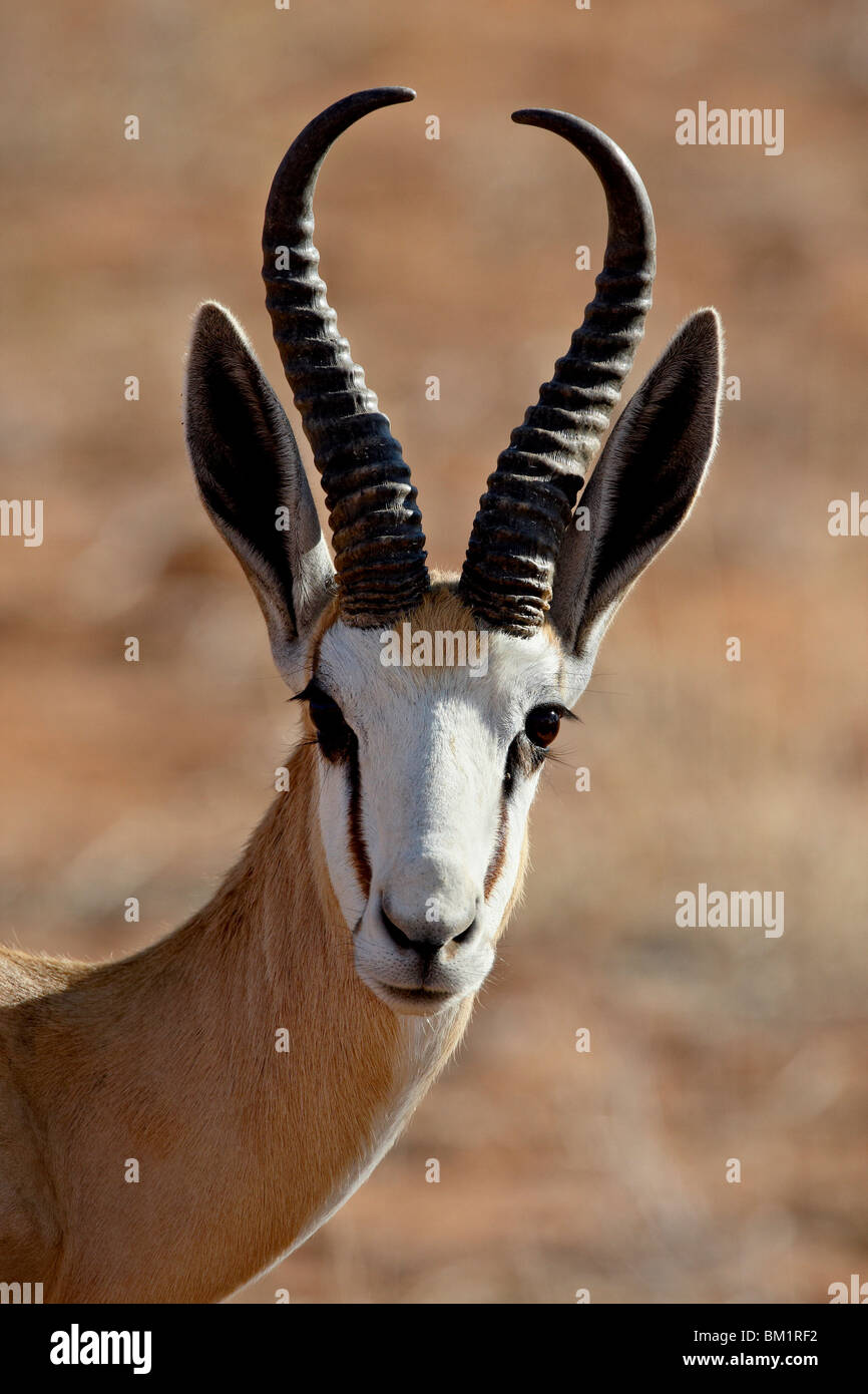 Male springbok (Antidorcas marsupialis), Kgalagadi Transfrontier Park ...