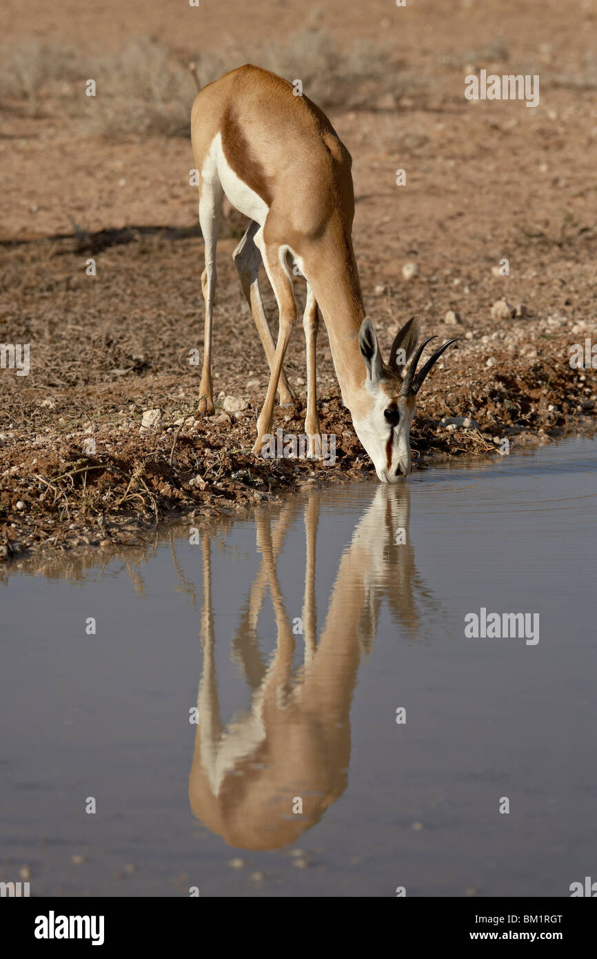 Female springbok (Antidorcas marsupialis) drinking, Kgalagadi ...