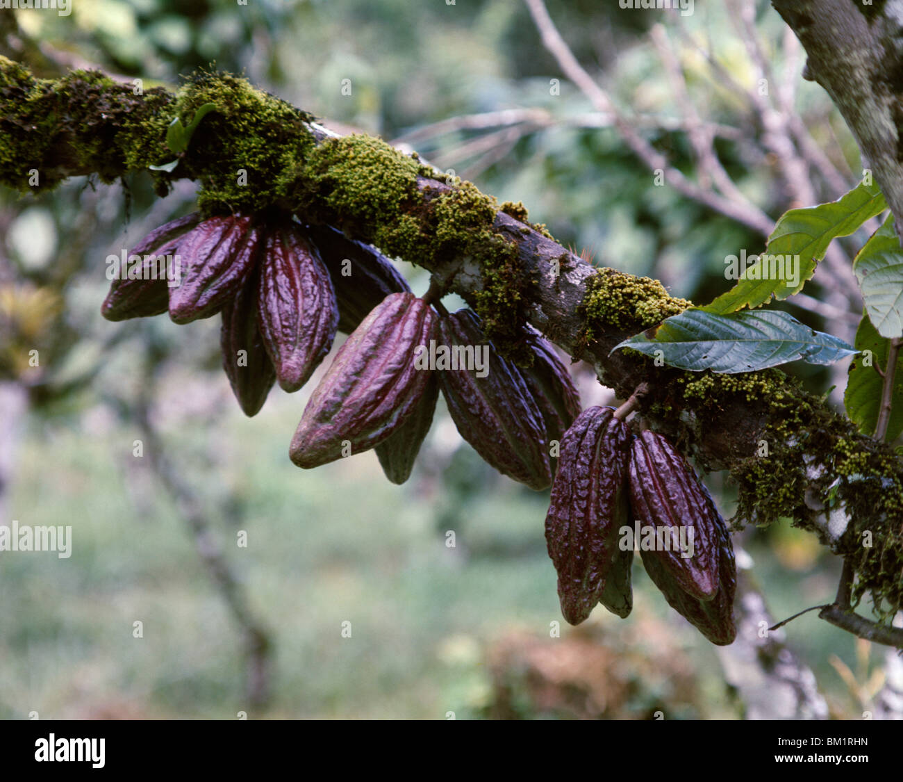 Cocoa pod on farm in hi-res stock photography and images - Alamy