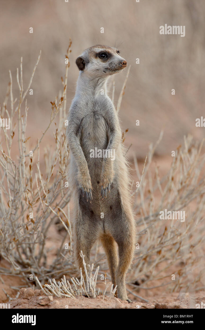 Meerkat (suricate) (Suricata suricatta) standing on its hind legs ...