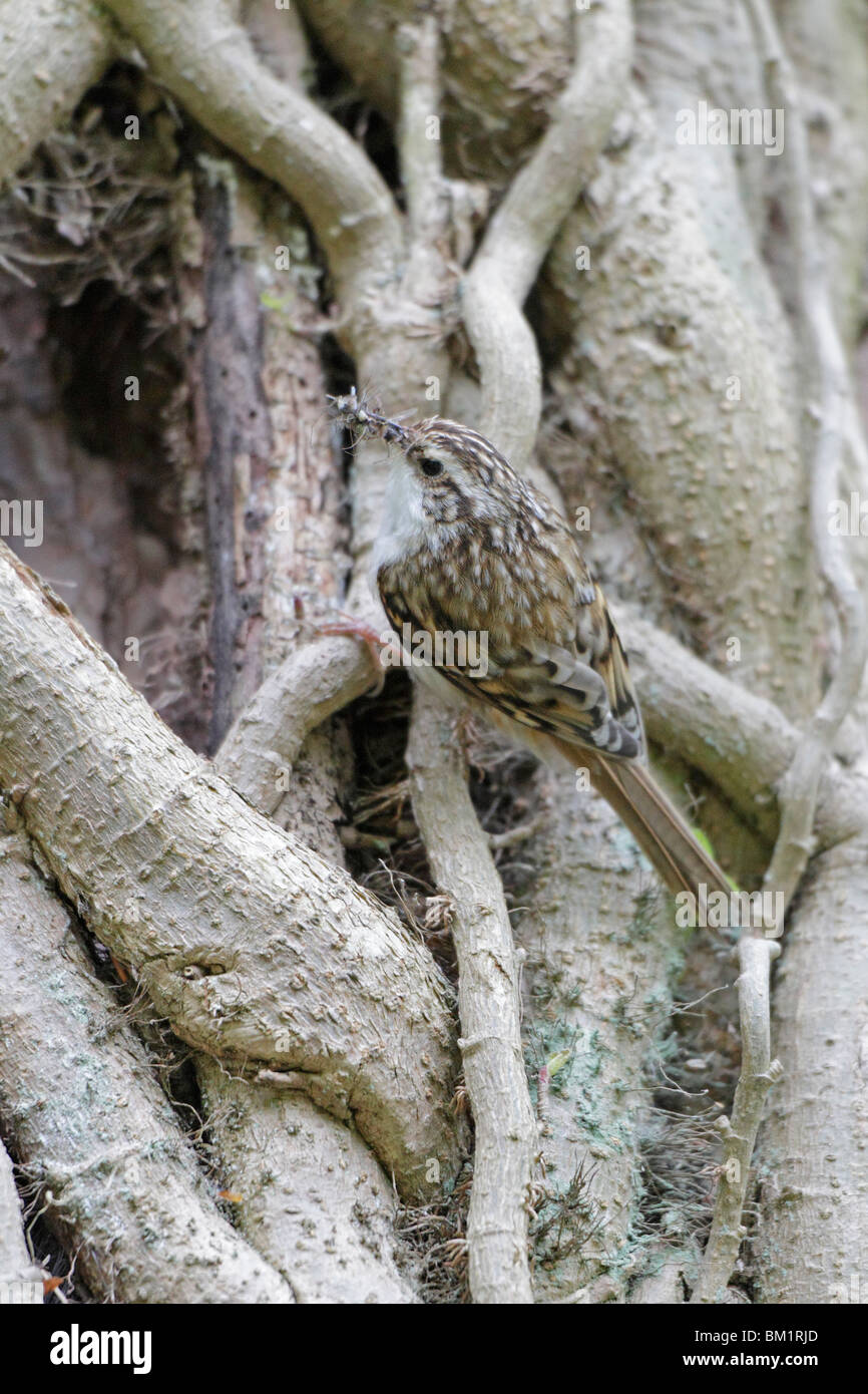 Eurasian Treecreeper at nest site Stock Photo - Alamy