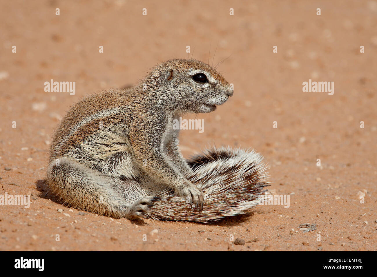 Cape ground squirrel (Xerus inauris) grooming, Kgalagadi Transfrontier ...