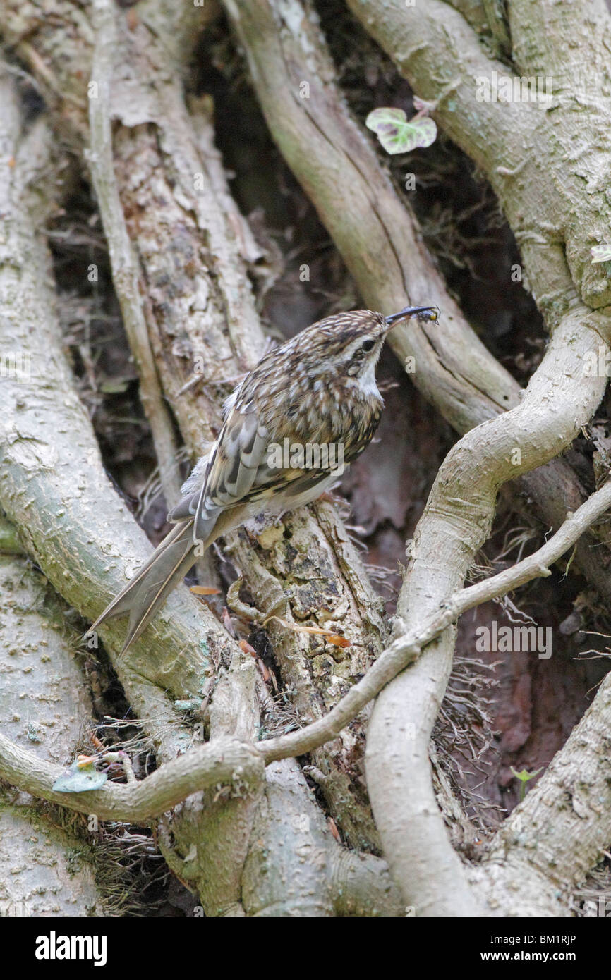Treecreeper nest hi-res stock photography and images - Alamy
