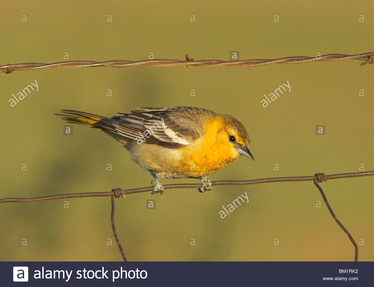 Female Oriole High Resolution Stock Photography and Images - Alamy