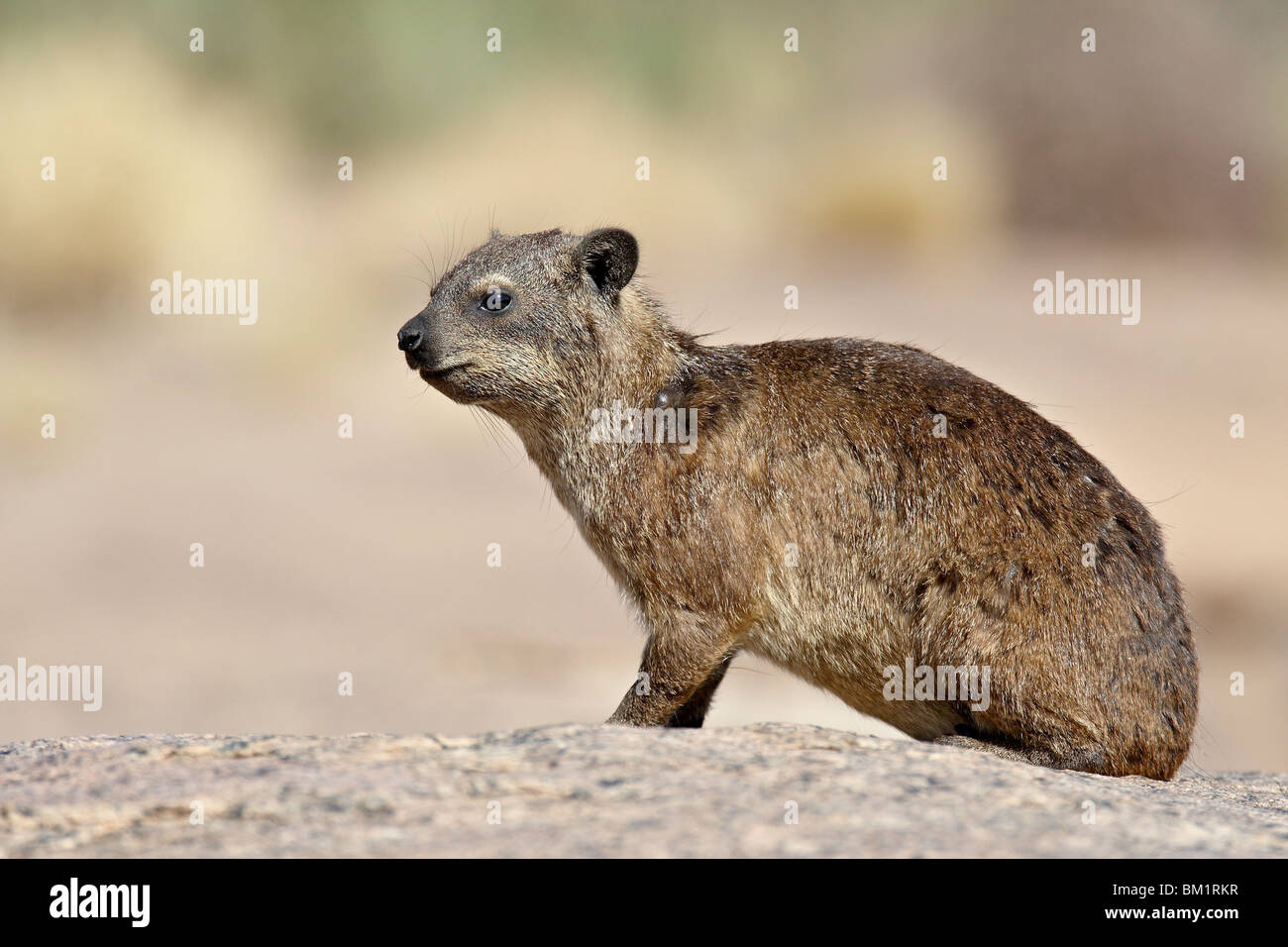 Rock hyrax (rock dassie) (Procavia capensis), Augrabies Falls National ...