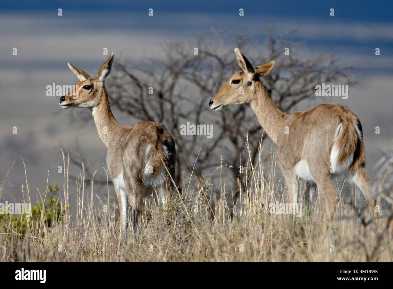 Reedbuck Mountain