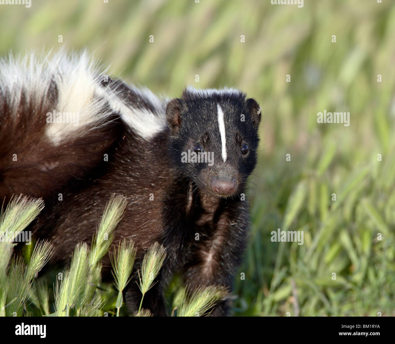 Skunk Spraying Bear
