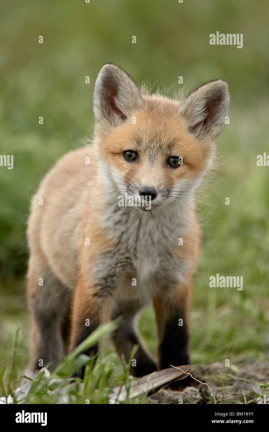 Red fox (Vulpes vulpes) (Vulpes fulva) pup, Bear River Migratory Bird ...