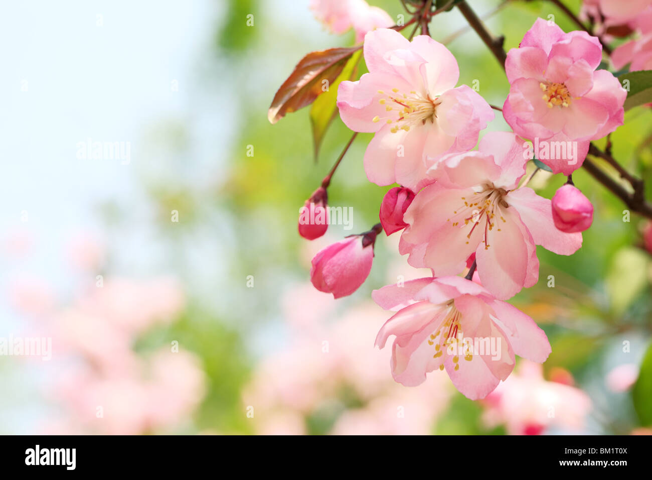 Horizontal flower branch hi-res stock photography and images - Alamy