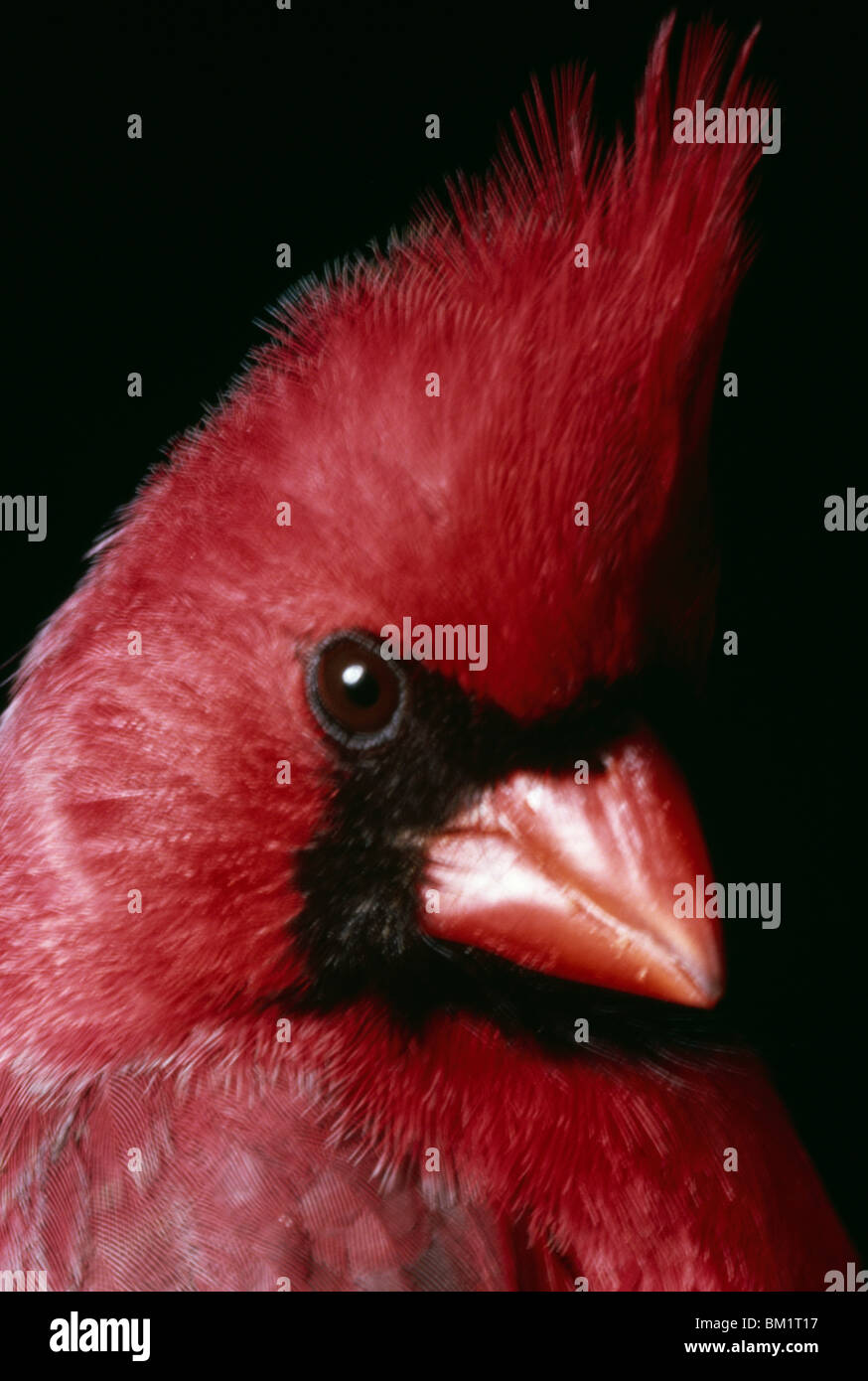 A cardinal hi-res stock photography and images - Alamy