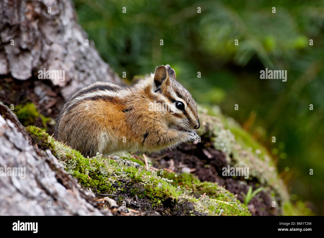 Yellow pine chipmunk (Eutamias amoenus), Manning Provincial Park ...
