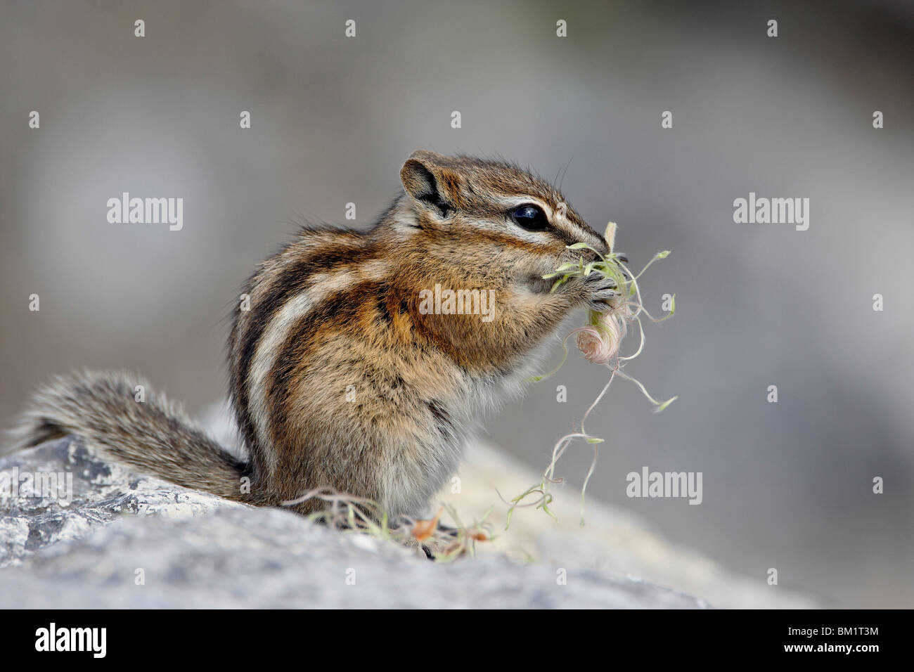 Yellow pine chipmunk (Eutamias amoenus) eating, Muncho Lake Provincial ...
