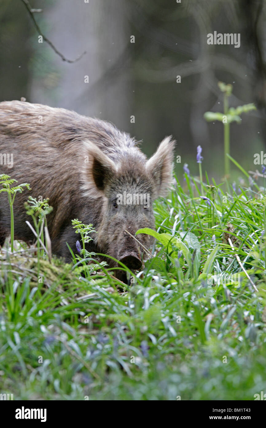 Female boar hi-res stock photography and images - Alamy