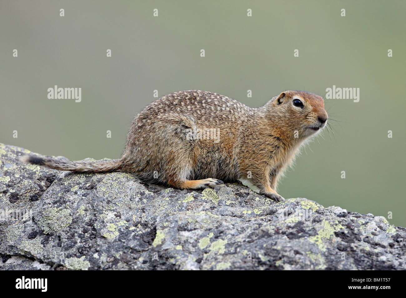 Arctic ground squirrel (Parka squirrel) (Citellus parryi), Hatcher Pass ...