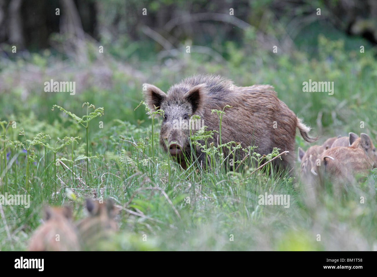 Female Wild Boar with piglets in a forest setting Stock Photo - Alamy
