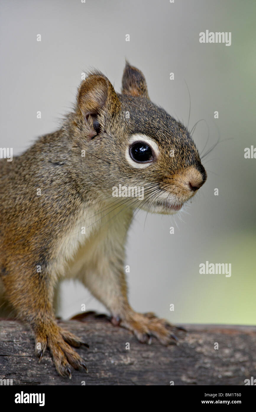 Alaska red squirrel hi-res stock photography and images - Alamy