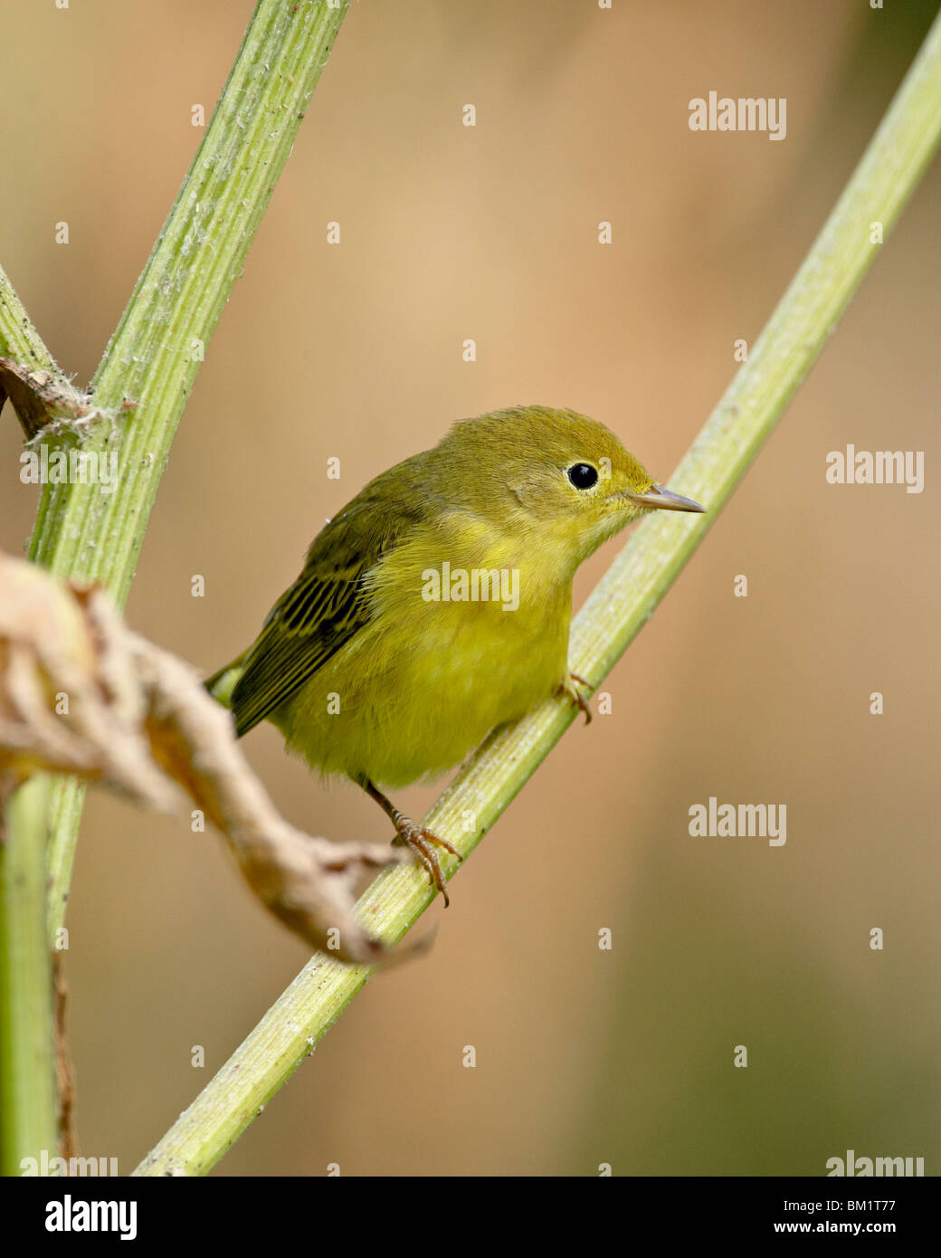 Petechia hi-res stock photography and images - Alamy