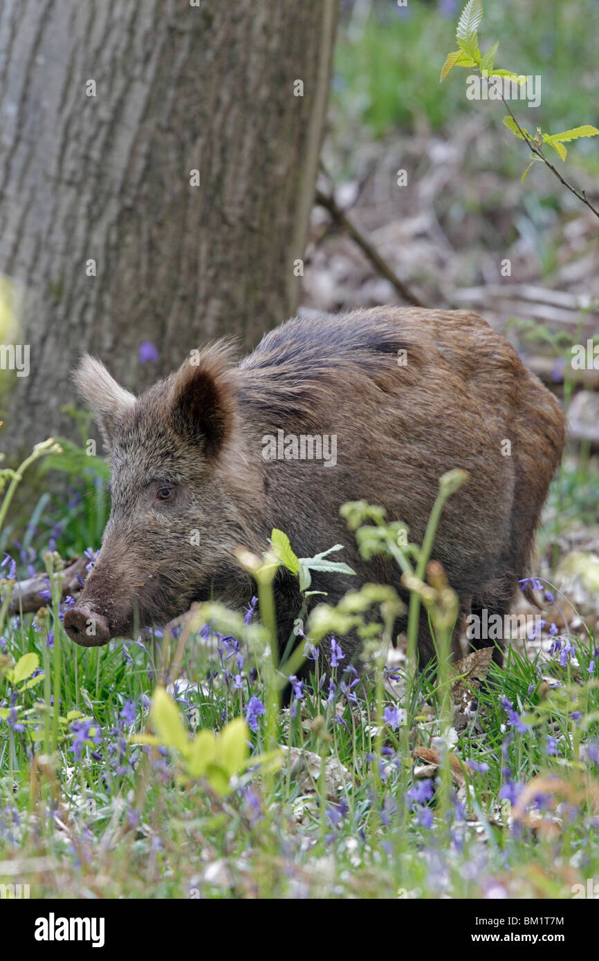 Boar wild sow hi-res stock photography and images - Alamy
