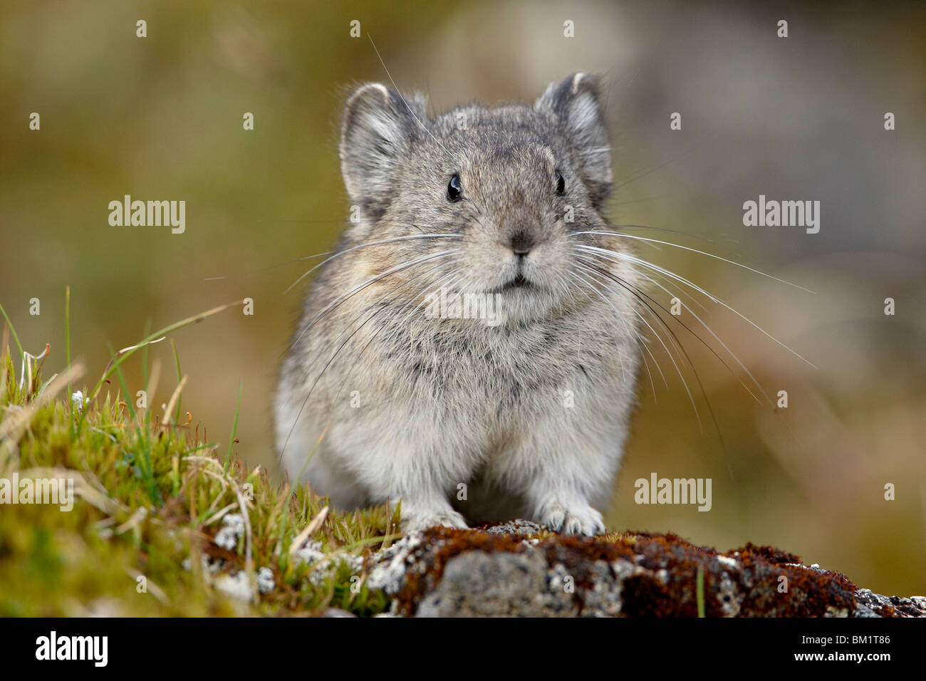 Collared pika (Ochotona collaris), Hatcher Pass, Alaska, United States ...