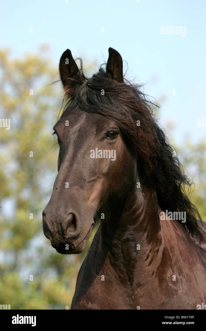 Friese im portrait friesian horse hi-res stock photography and images ...
