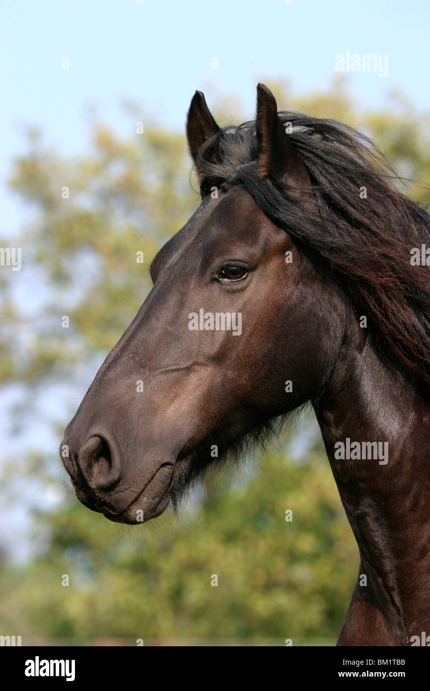 Friese im Portrait / Friesian Horse Portrait Stock Photo - Alamy