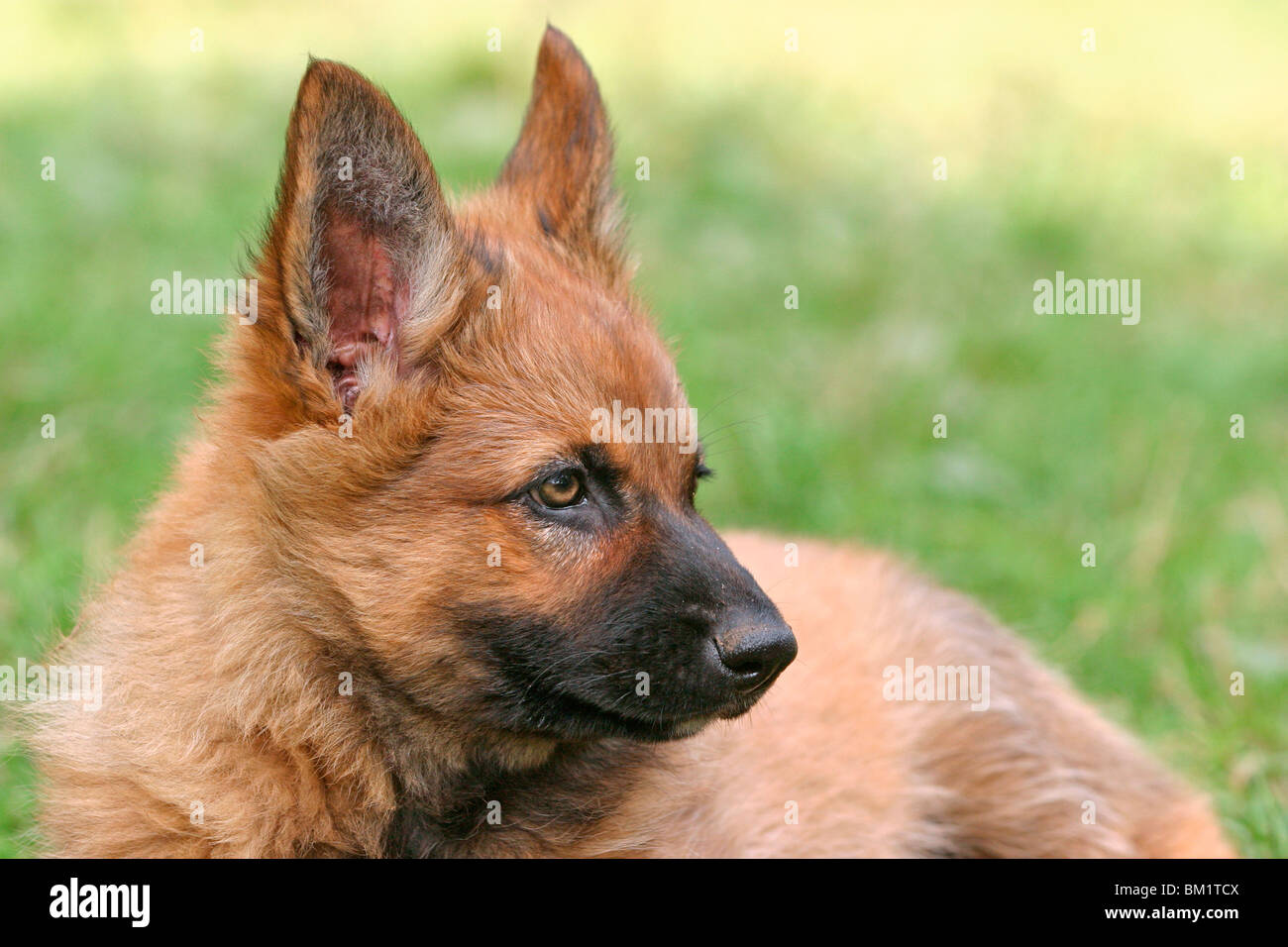 Harzer Fuchs Welpe / Puppy Stock Photo - Alamy