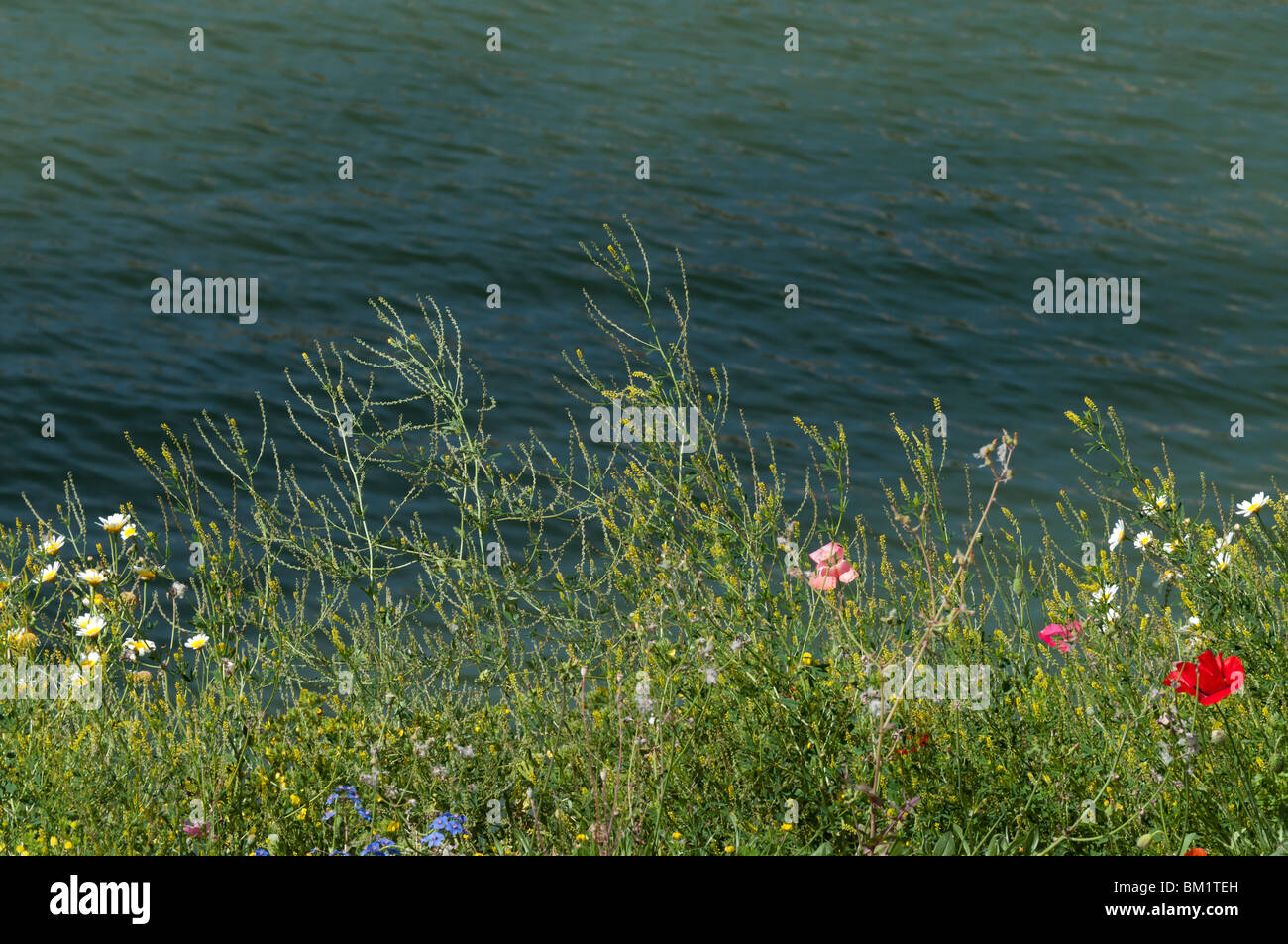 Wild Flowers By The River Stock Photo - Alamy