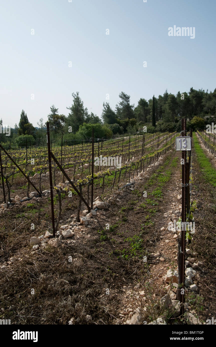 Israel, Judea Mountains, Grape vines in a vineyard Stock Photo - Alamy