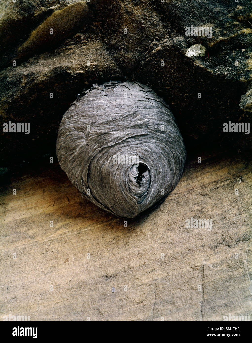 Wasp hornets hi-res stock photography and images - Alamy