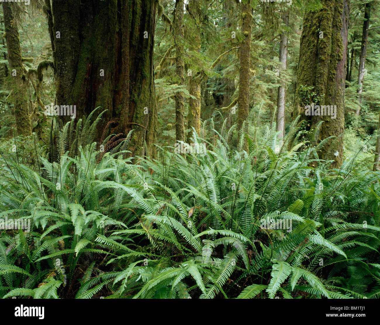 Trees in a forest, Pacific Rim National Park Reserve, Vancouver Island ...