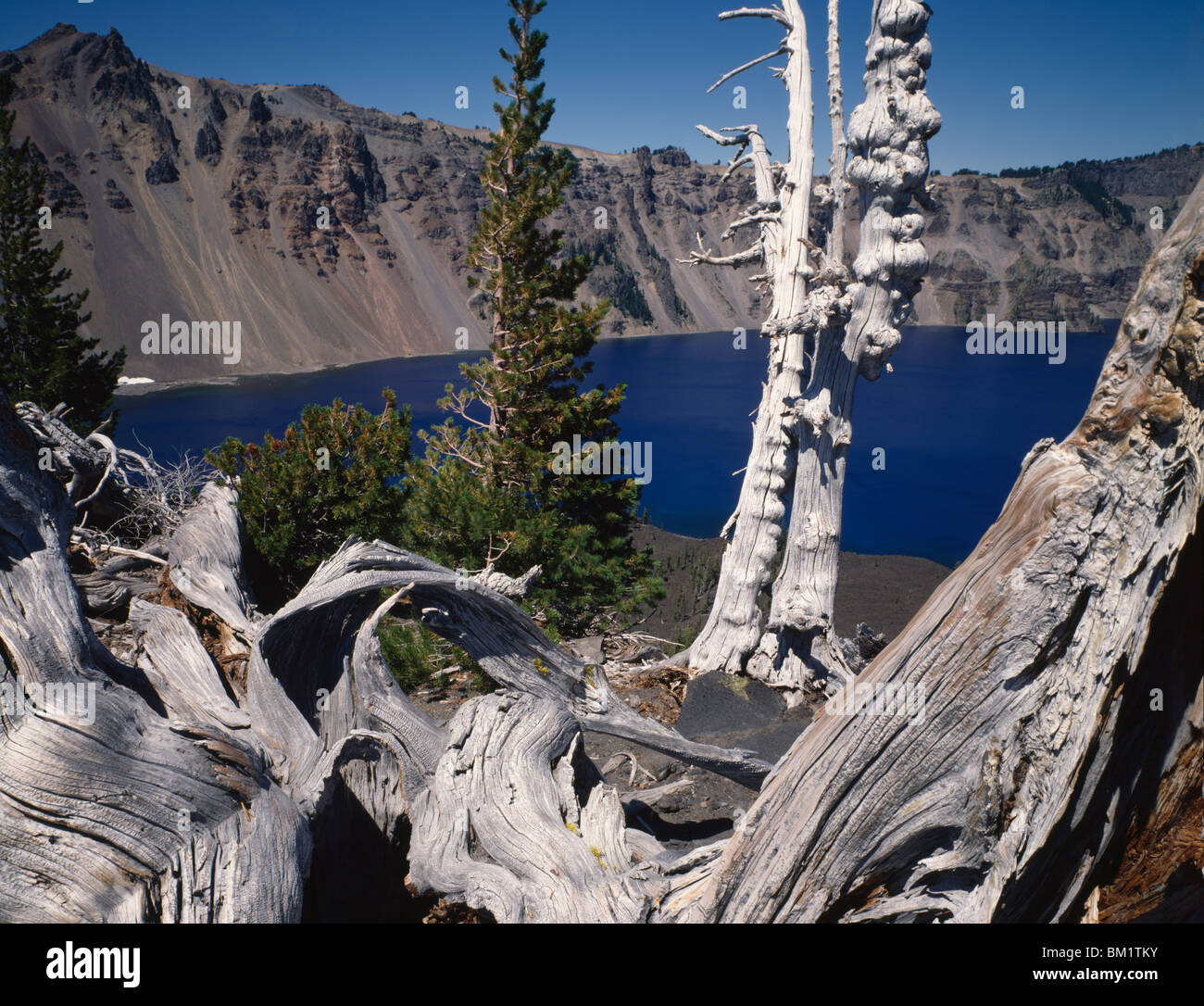 Trees on the rim of a crater, Crater Lake, Crater Lake National Park ...