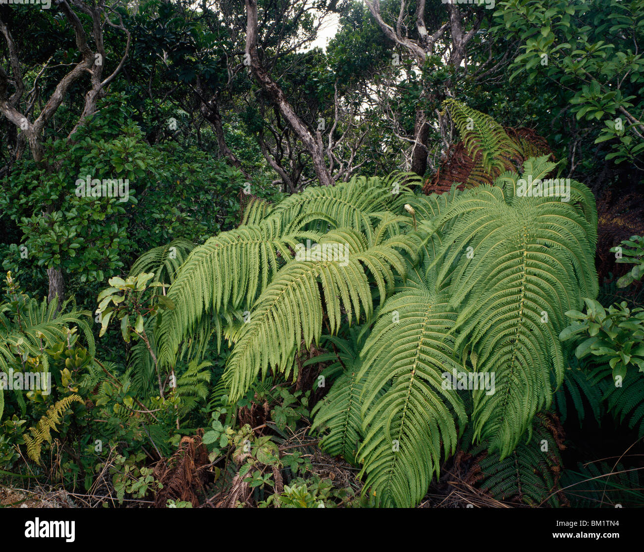 Trees in a forest, Alakai Swamp, Kauai, Hawaii, USA Stock Photo - Alamy