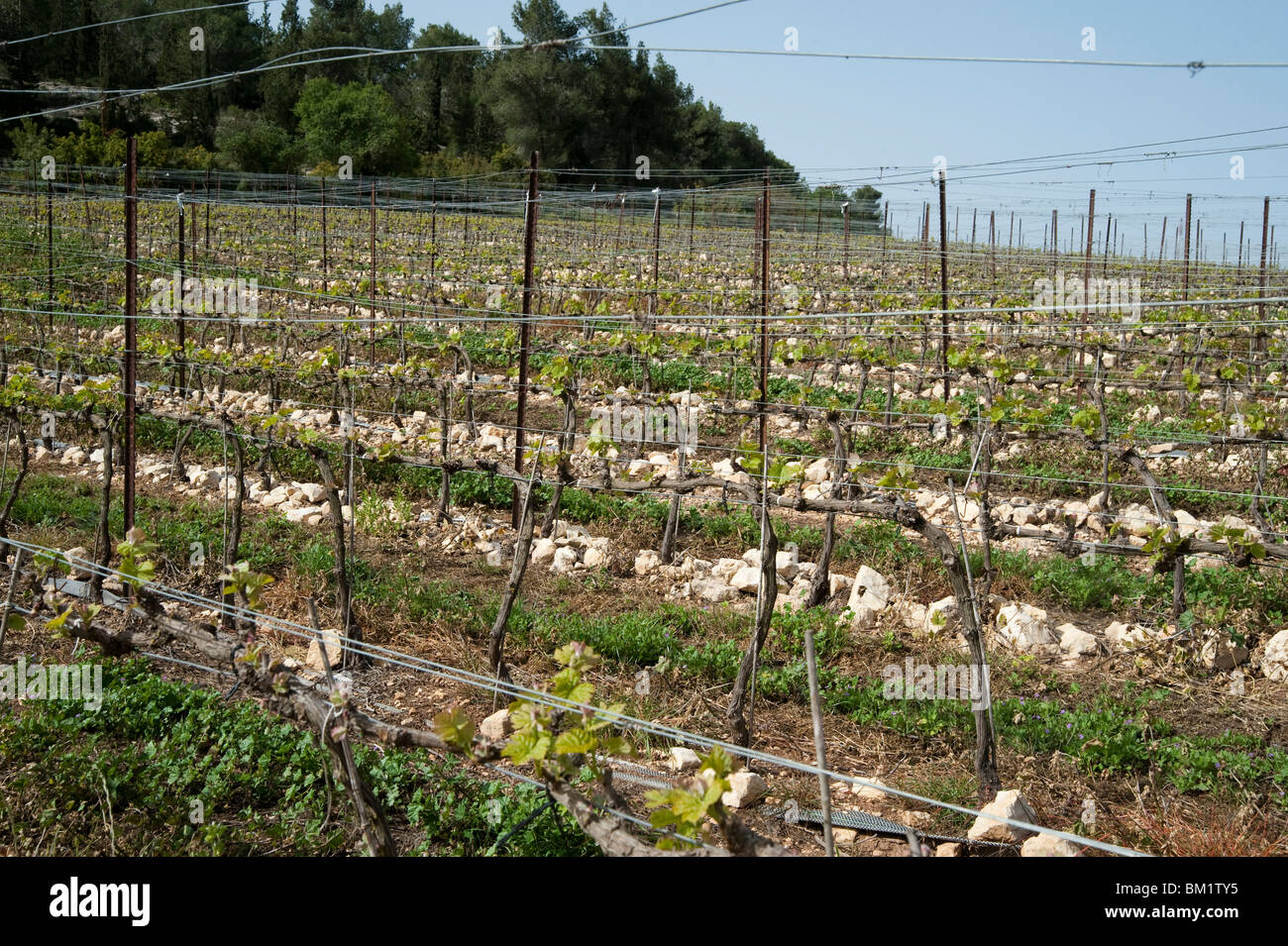 Israel, Judea Mountains, Grape vines in a vineyard Stock Photo - Alamy