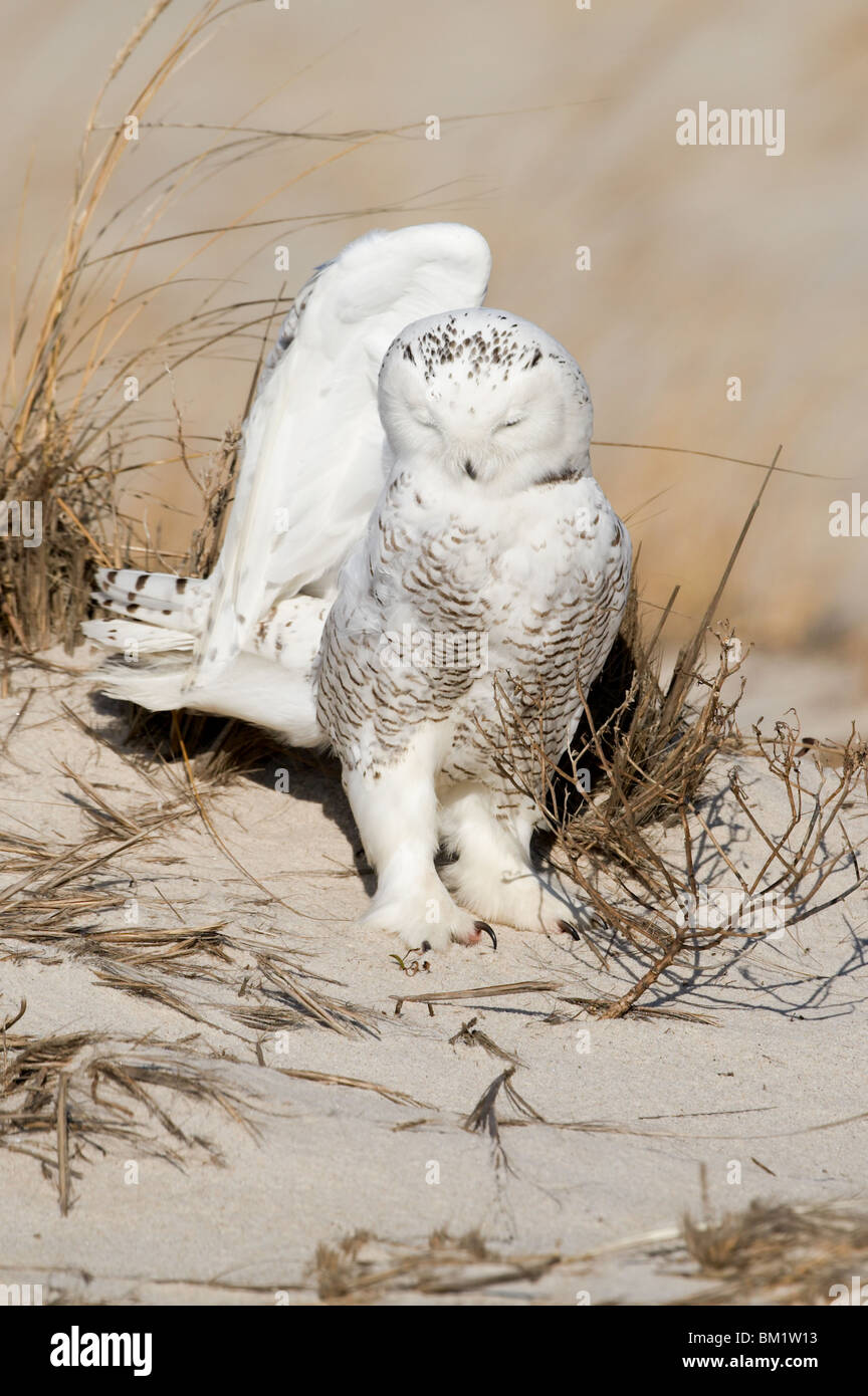 Snowy Owl stretching its wings while perched in a sand dune on the ...
