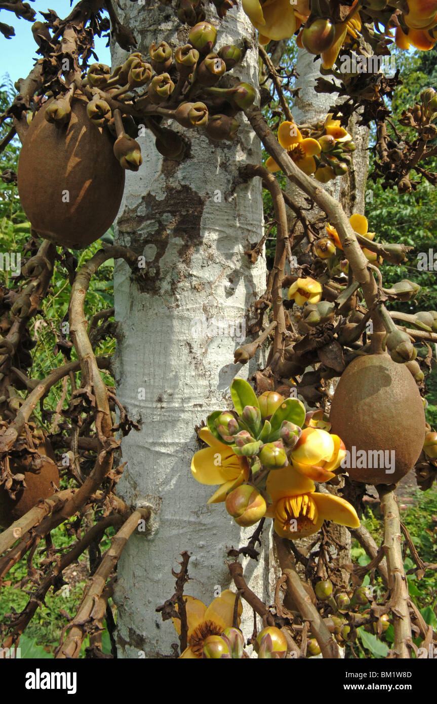 Sachamangua (Grias peruviana) tree with fruits and flowers, Rio Itaya ...