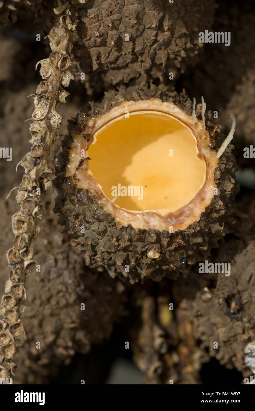 Close-up of a palm fruit, Para, Brazil Stock Photo - Alamy