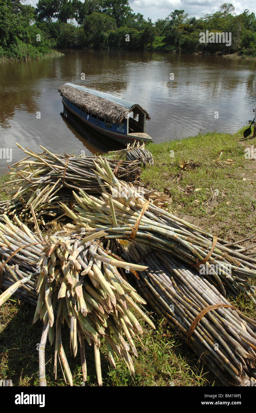 Bundles of sugar canes at the riverside, Soledad, Rio Itaya, Loreto ...