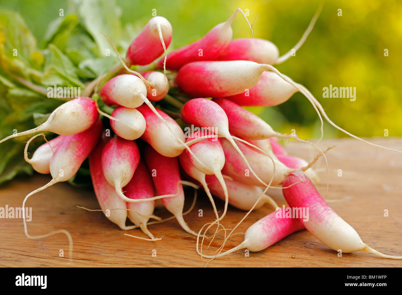 Radishes in natural background Stock Photo - Alamy