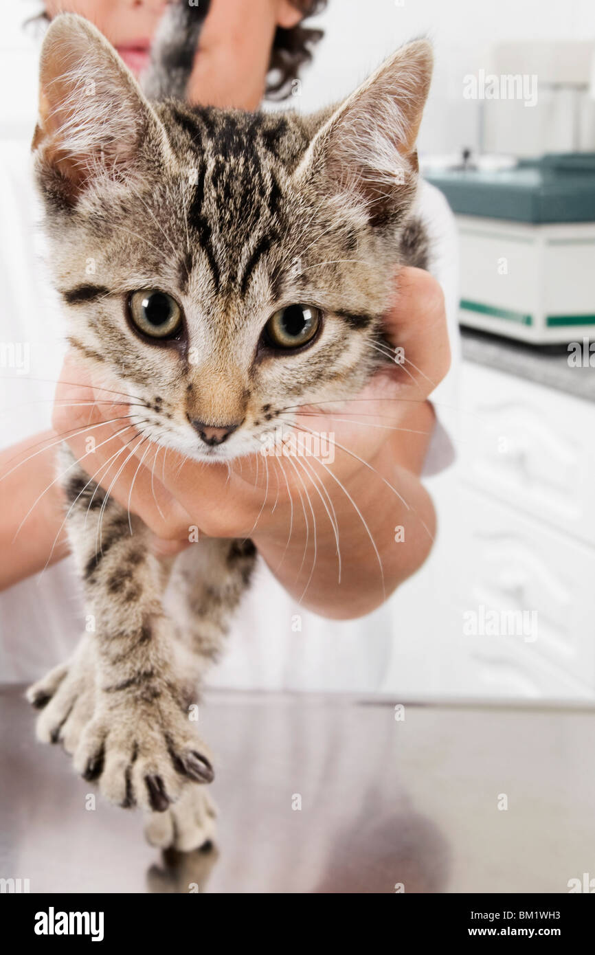 Hispanic boy and cat hi-res stock photography and images - Alamy