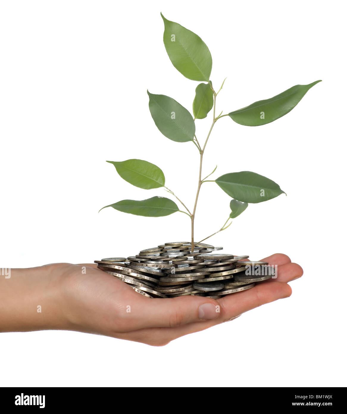 Holding money tree in hand Stock Photo - Alamy