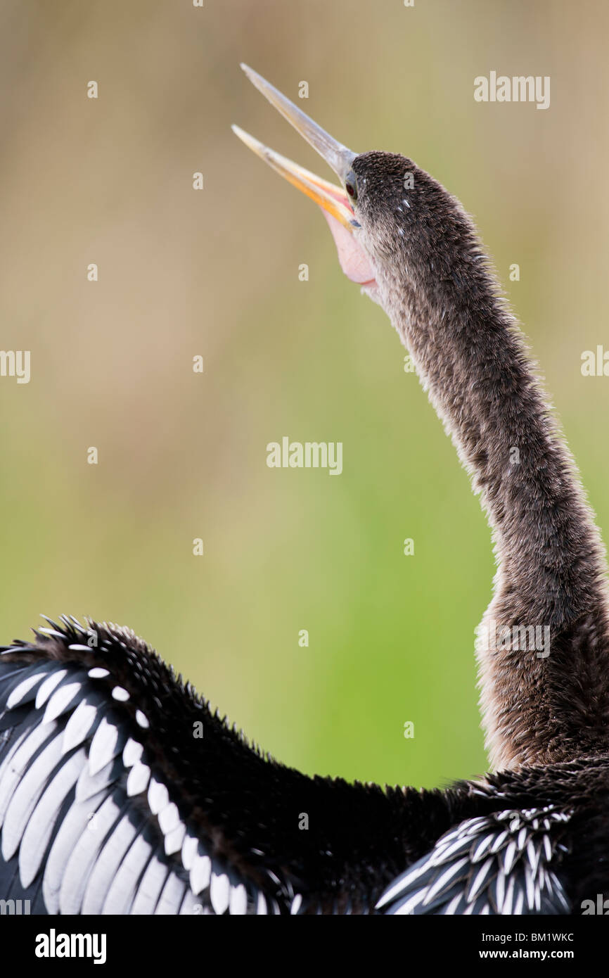 Anhinga anhinga anhinga leucogaster hi-res stock photography and images ...